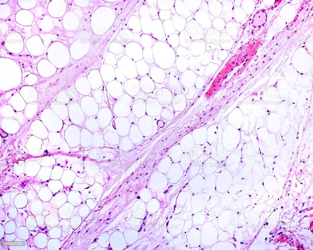 Our Science - Longevity Biomedical Inc.